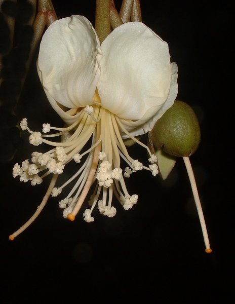 Rare Fruit Australia » Eat your landscaping » Flowers