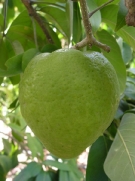 Rare Fruit Australia » Eat your landscaping » Rare Fruit